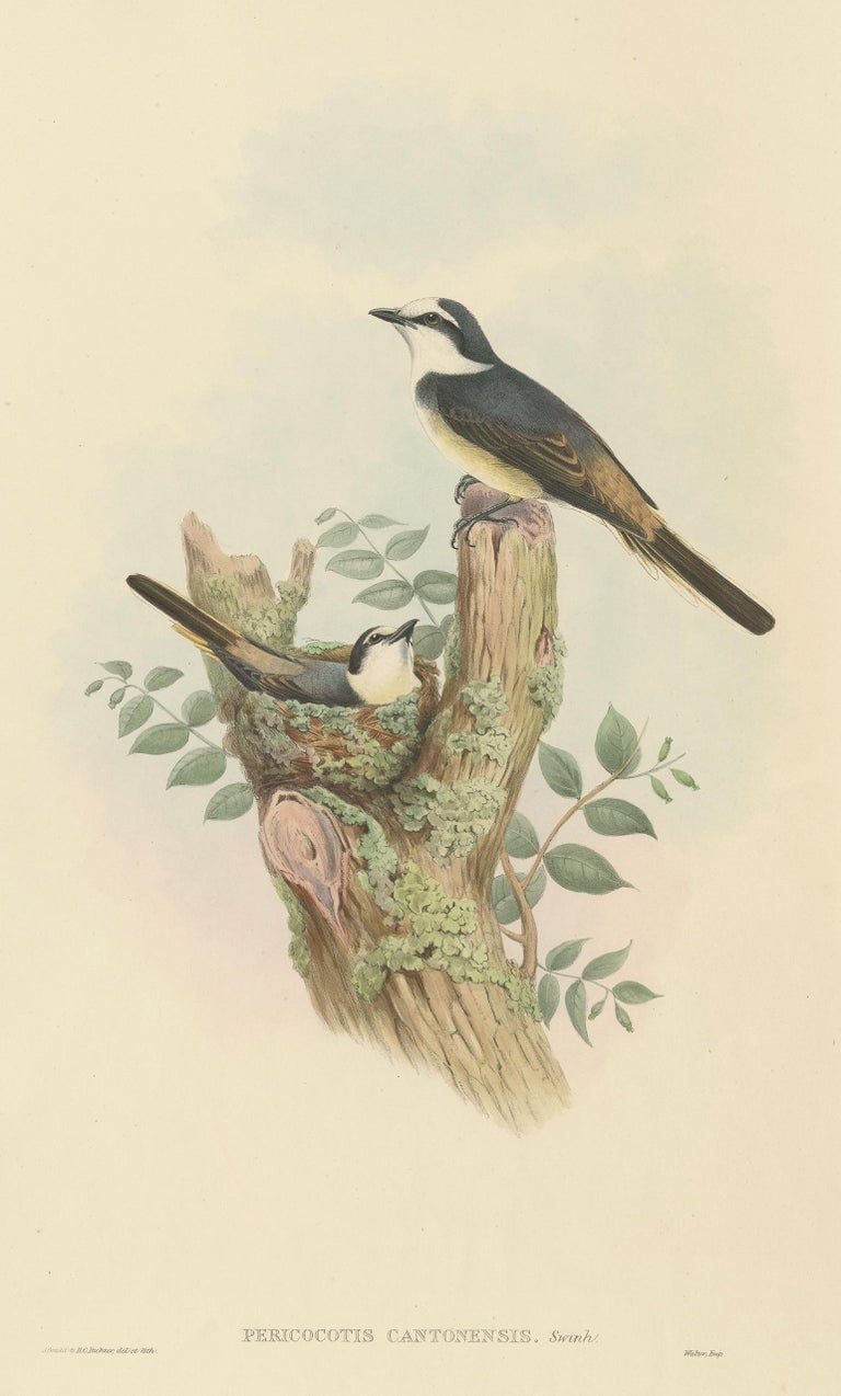 Antique Bird Print of the Swinhoe's Minivet by Gould, circa 1850 For ...