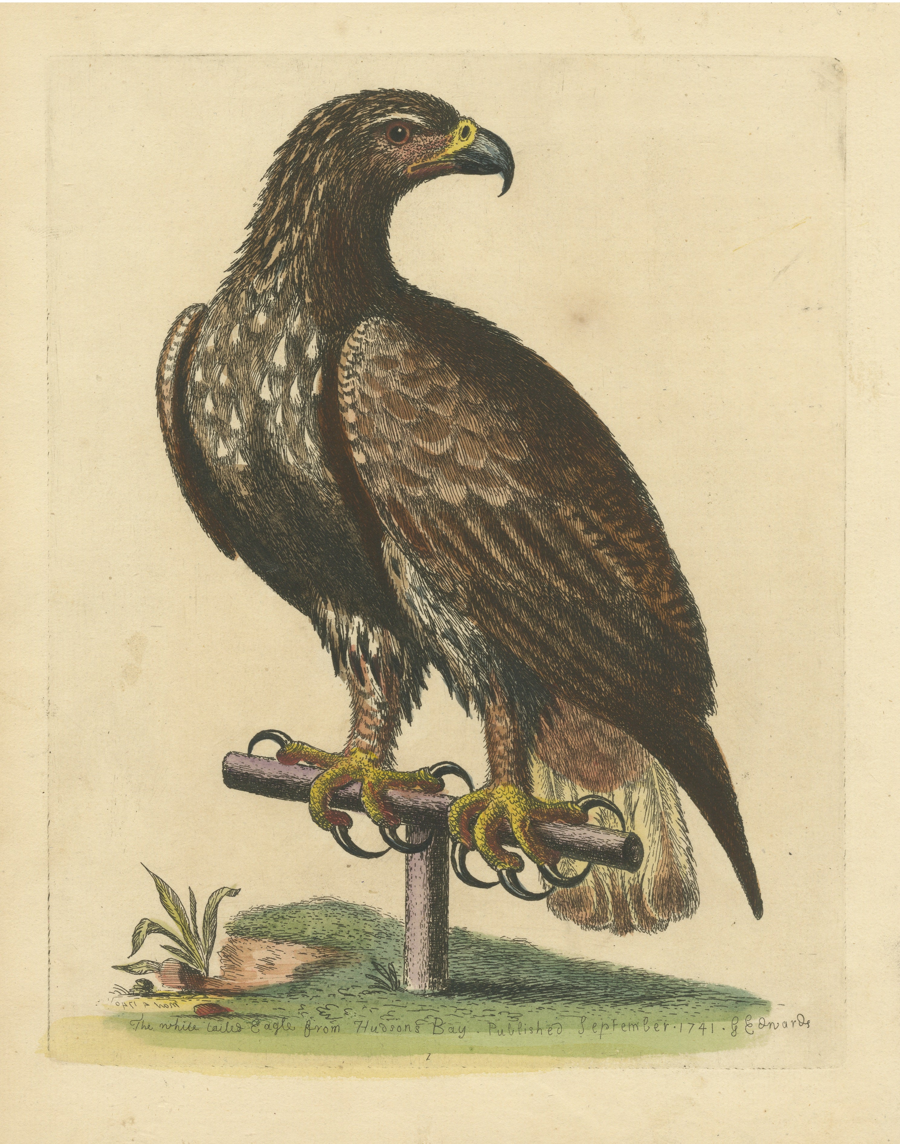 Antique Bird Print of the White-Tailed Eagle For Sale at 1stDibs