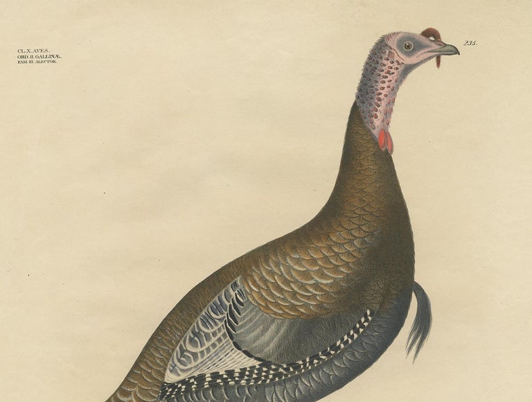 Antique Bird Print of the Wild Turkey by Goldfuss, circa 1824 For Sale ...