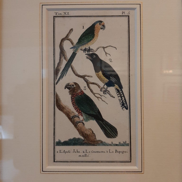 Antique Bird Print of Various Parrot Species by Buffon, 1787 For Sale ...