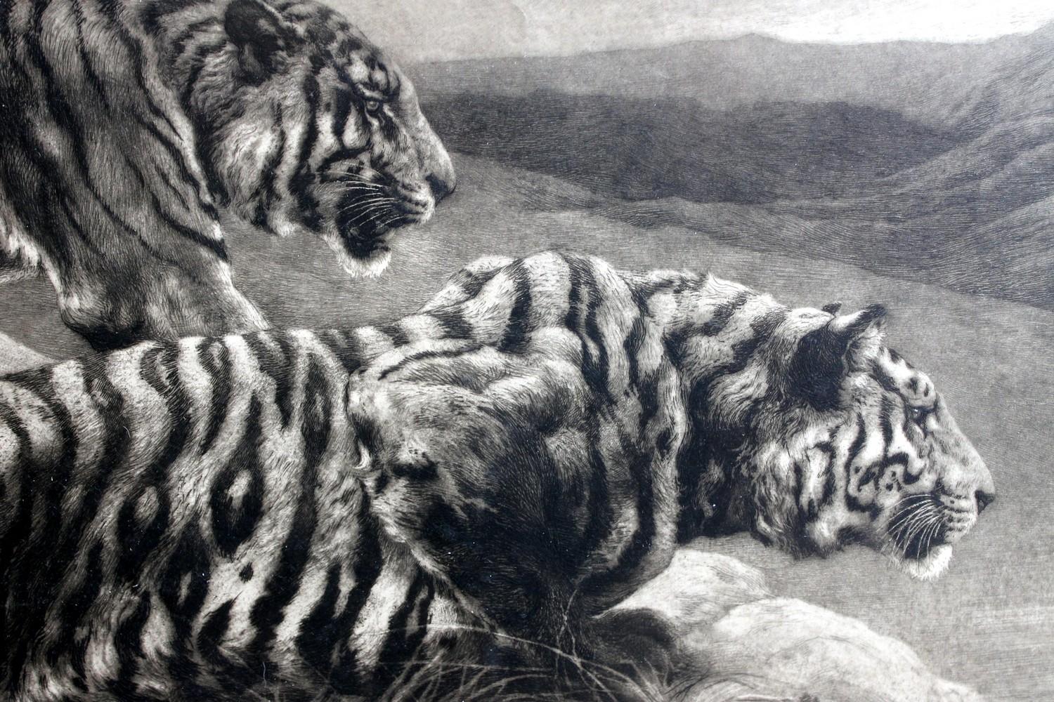 Antique Black and White Etching with Tigers by Herbert Dicksee, the ...