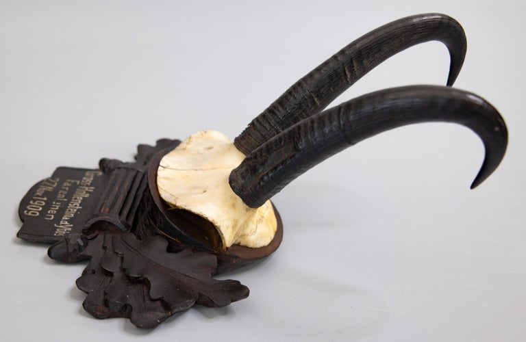 Antique Black Forest Chamois Horns Hunting Trophy Mount 1909 For Sale ...