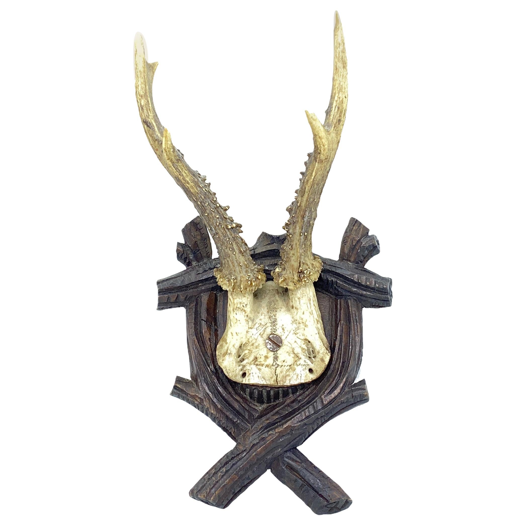 Antique Black Forest Deer Antler Trophy on Wood Carved Plaque, German ...
