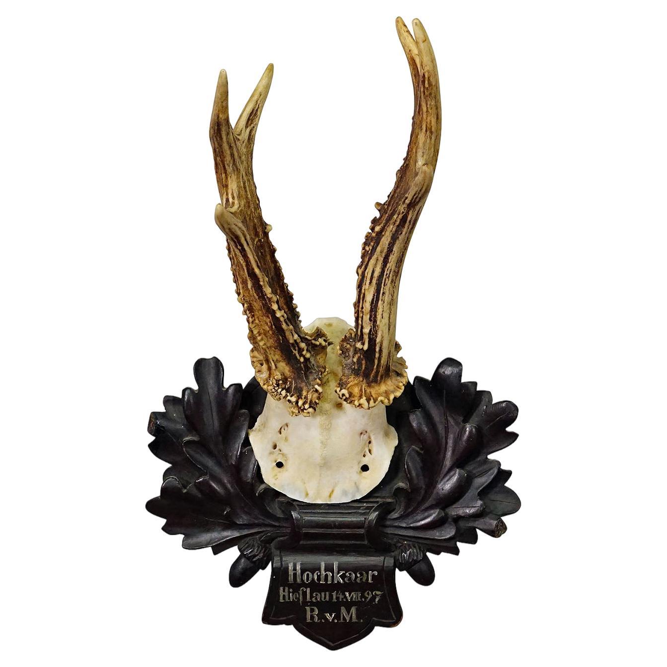 Black Forest Vintage Deer Trophy on Carved Plaque 1947 For Sale at 1stDibs