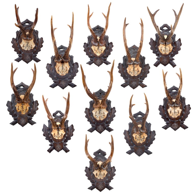 Antique Black Forest Roe Trophies of Leopold I of Belgium at 1stDibs