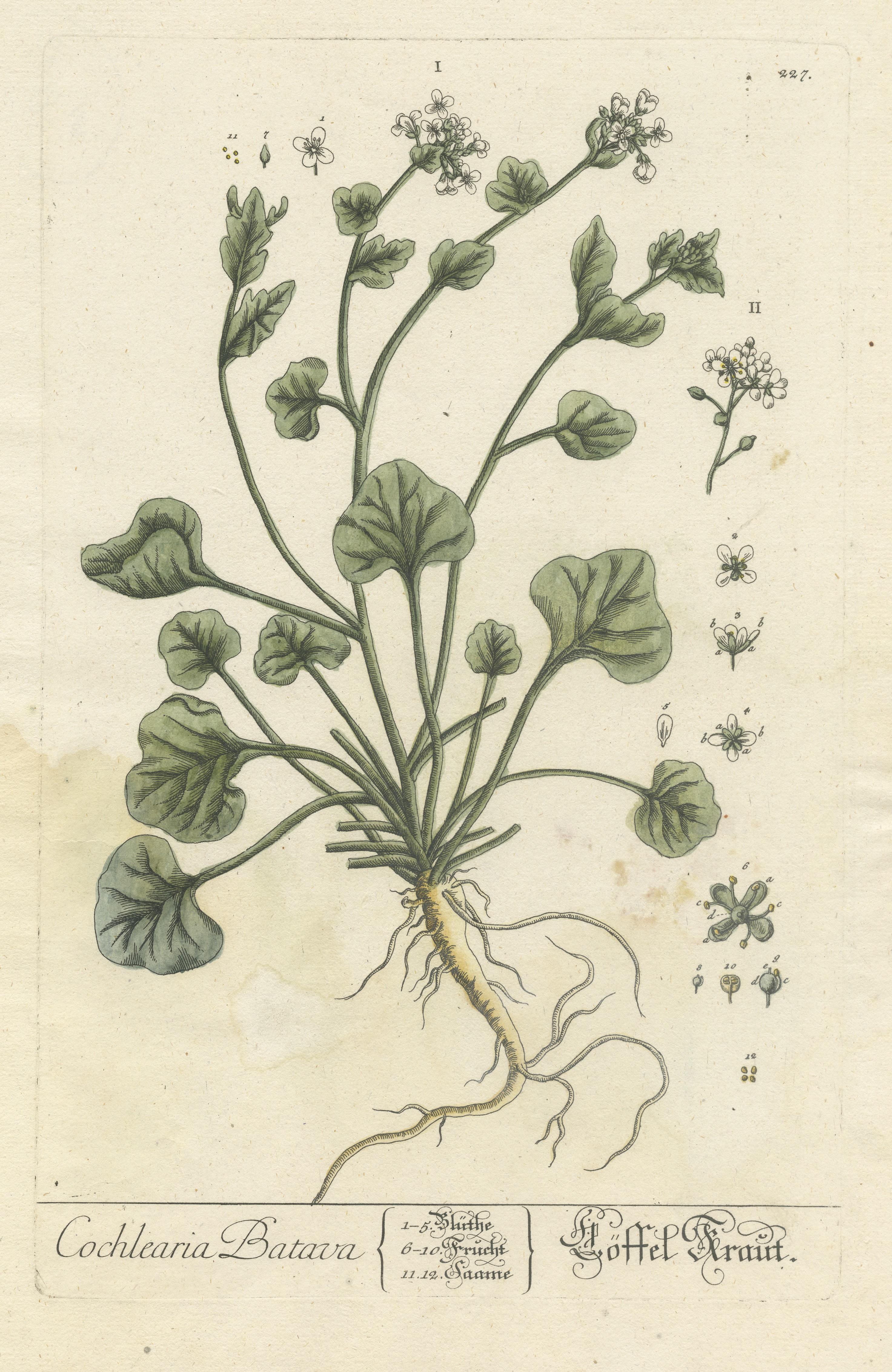 Antique Botanical Print of Cochlearia Officinalis For Sale at 1stDibs