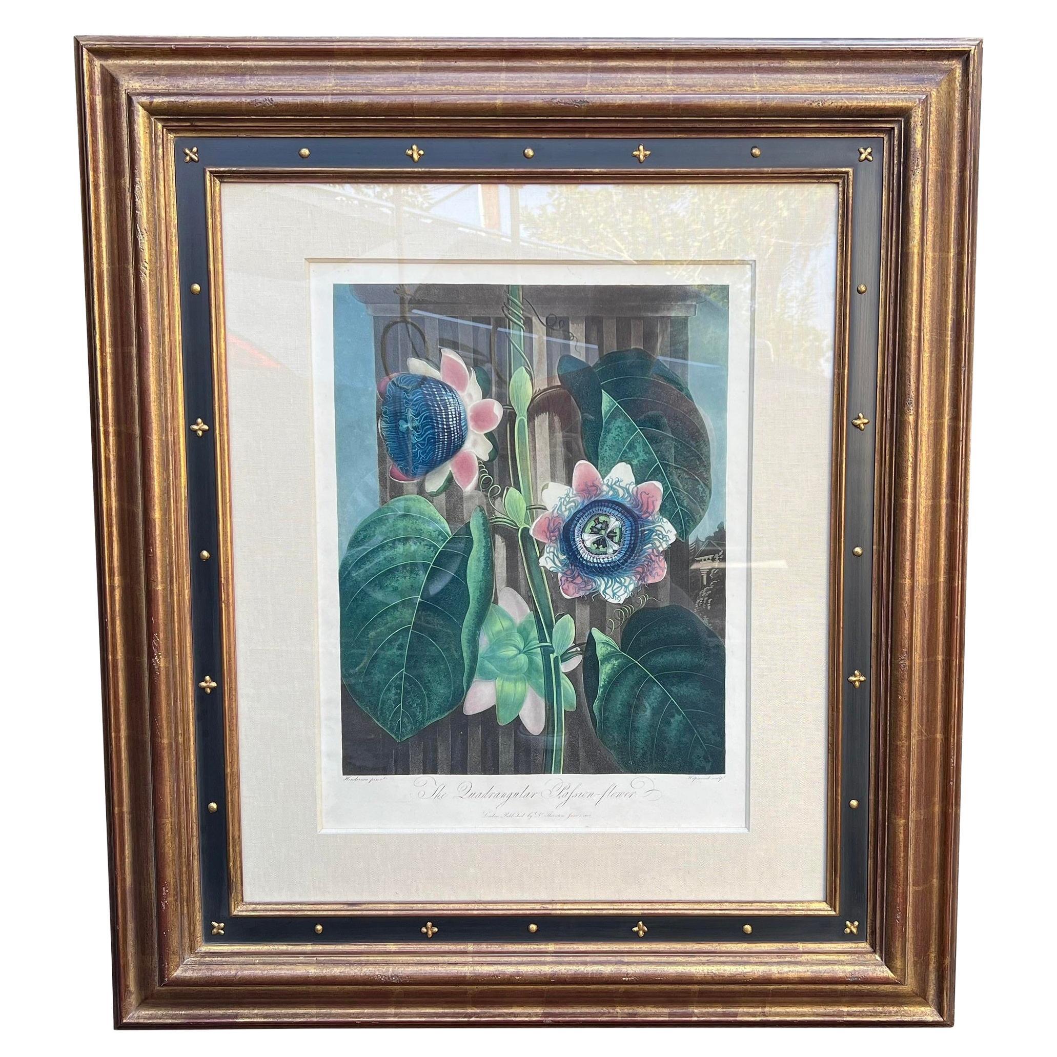 A Set of Ten Dr. Thornton Botanical Prints For Sale at 1stDibs