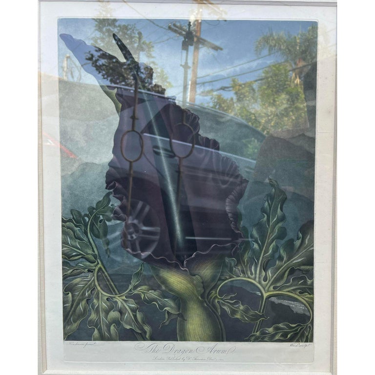 Antique Botanical Print, Dragon Arum by Thornton, Robert John, C.1804 ...