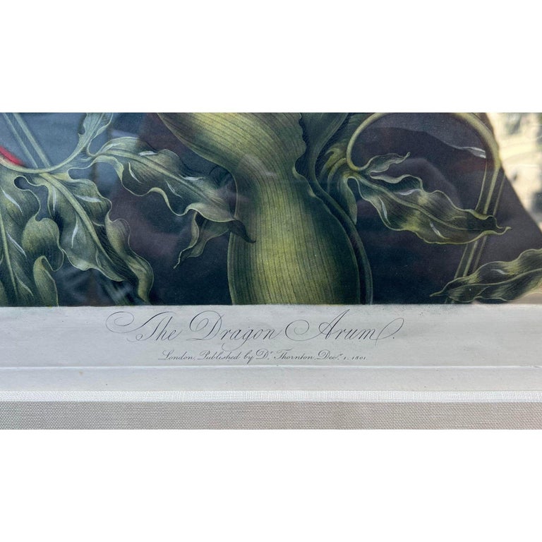 Antique Botanical Print, Dragon Arum by Thornton, Robert John, C.1804 ...