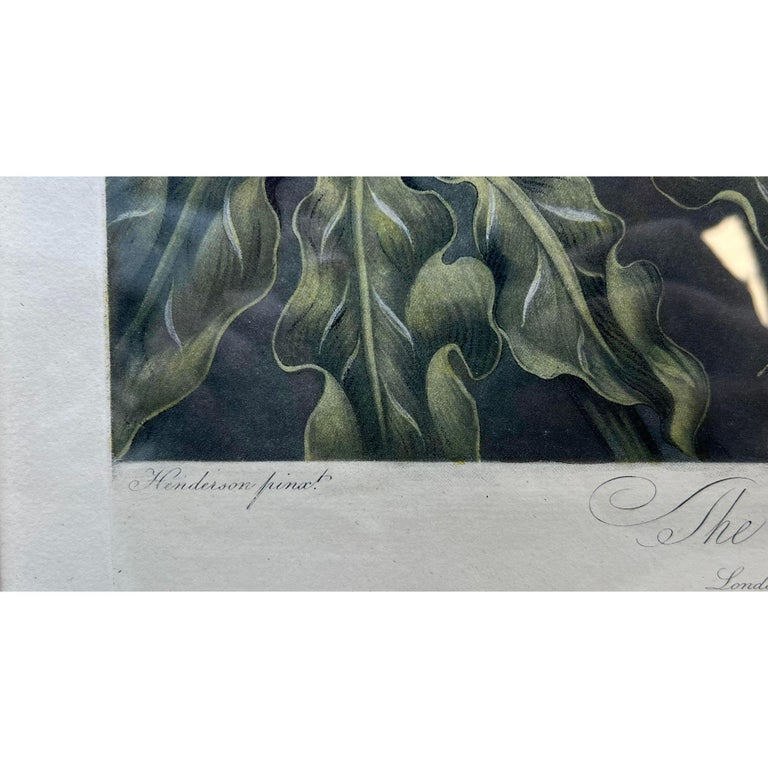 Antique Botanical Print, Dragon Arum by Thornton, Robert John, C.1804 ...