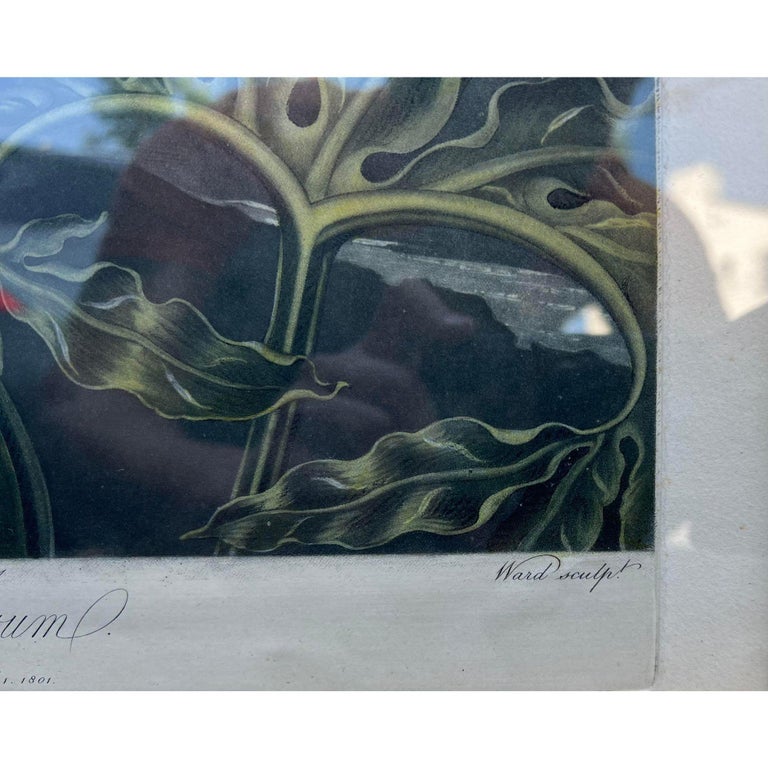 Antique Botanical Print, Dragon Arum by Thornton, Robert John, C.1804 ...