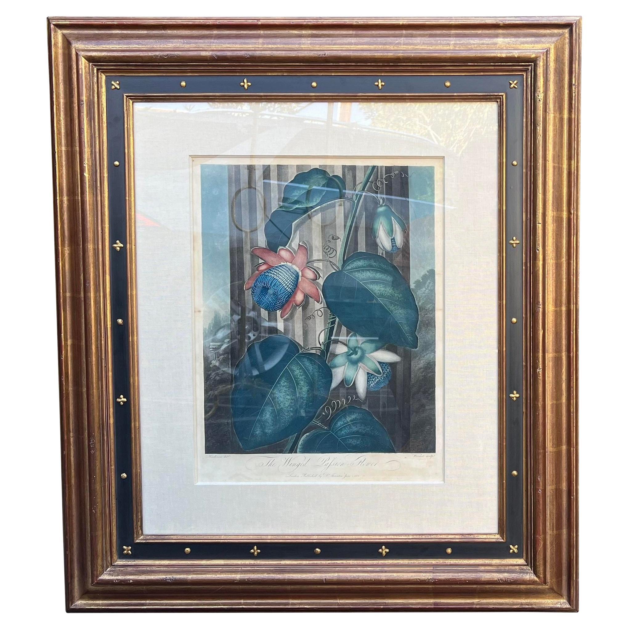 Antique Botanical Print The Winged Passion Flower by Dr. Robert ...