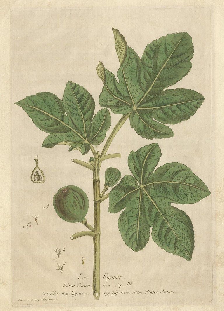 Antique Botany Print of a Fig Tree by Regnault, 1774 at 1stDibs