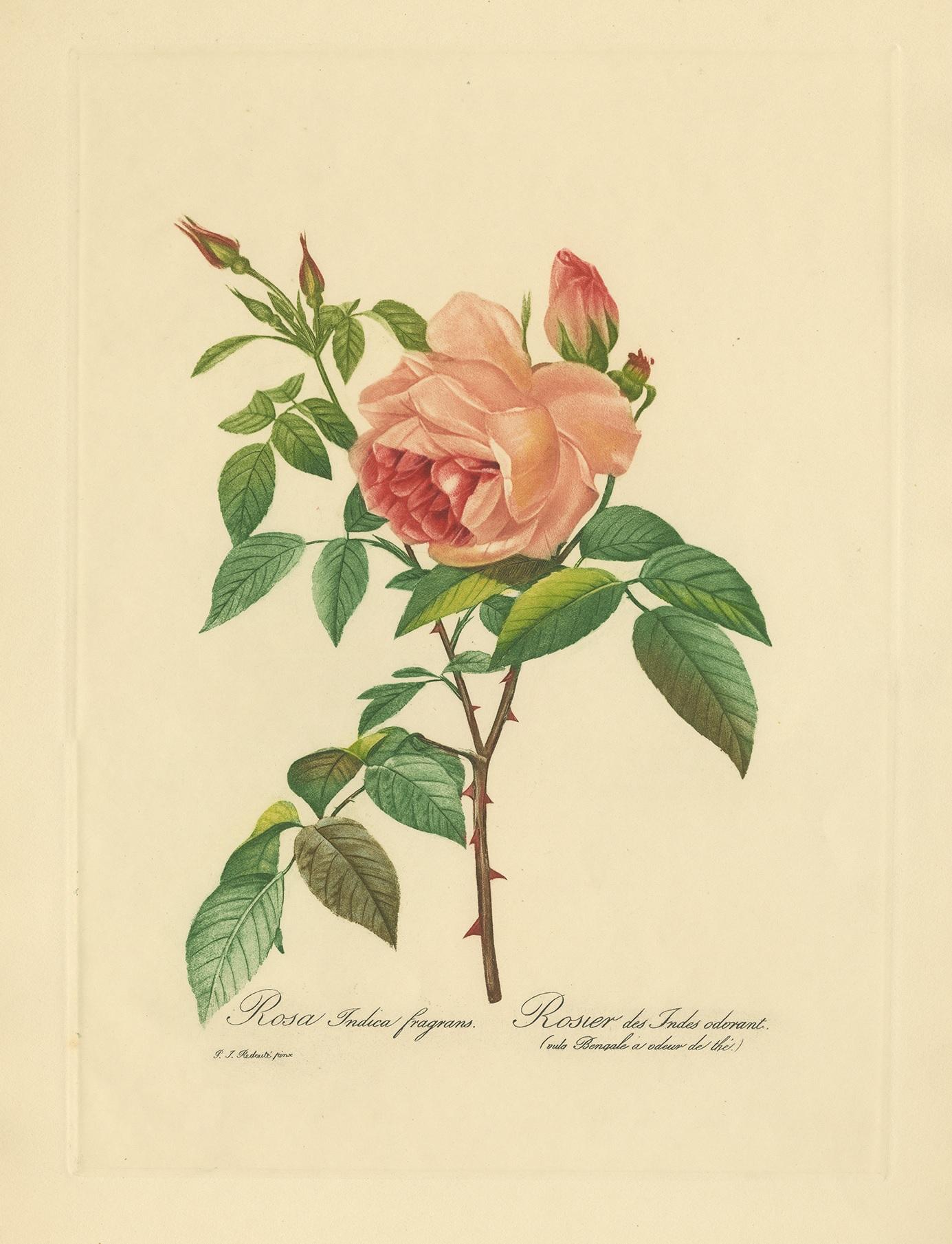 Antique Botany Print of a Rosa Indica 'pink rose' Made after P.J ...