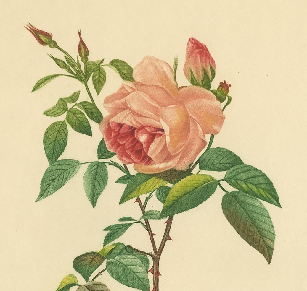 Antique Botany Print of a Rosa Indica 'pink rose' Made after P.J ...