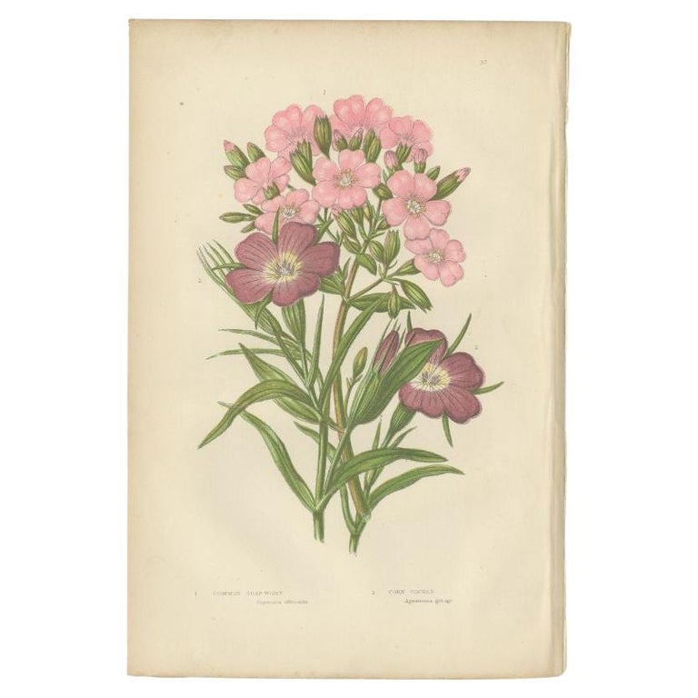 Antique Botany Print of Common Soap-Wort, c.1860 For Sale at 1stDibs