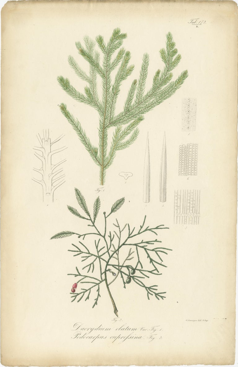 Antique Botany Print of Dacrydium Elatum and a Podocarpus Species For ...