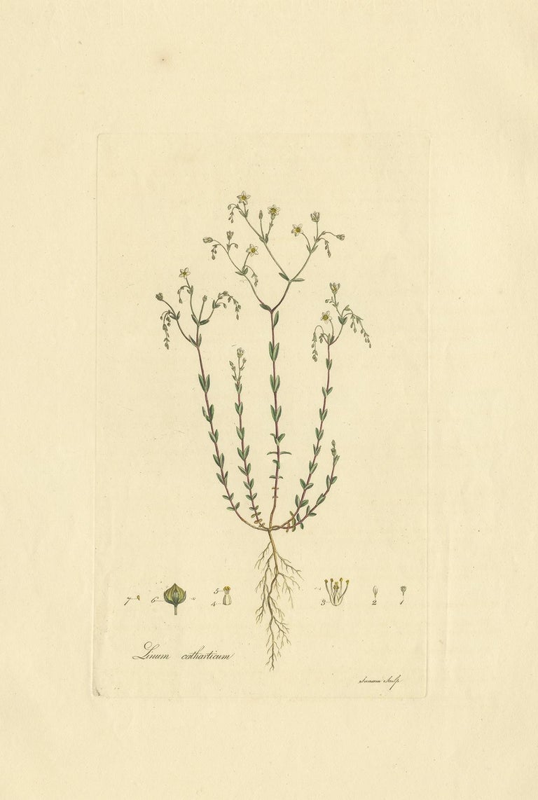 Antique Botany Engraving of Linum Catharticum, circa 1817 For Sale at ...