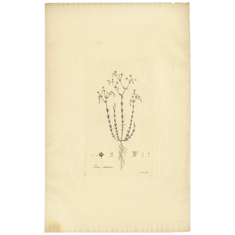 Antique Botany Engraving of Linum Catharticum, circa 1817 For Sale at ...