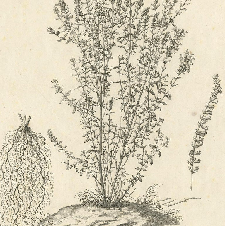 Antique Botany Print of Origanum Syriacum by Dodart, circa 1680 For ...