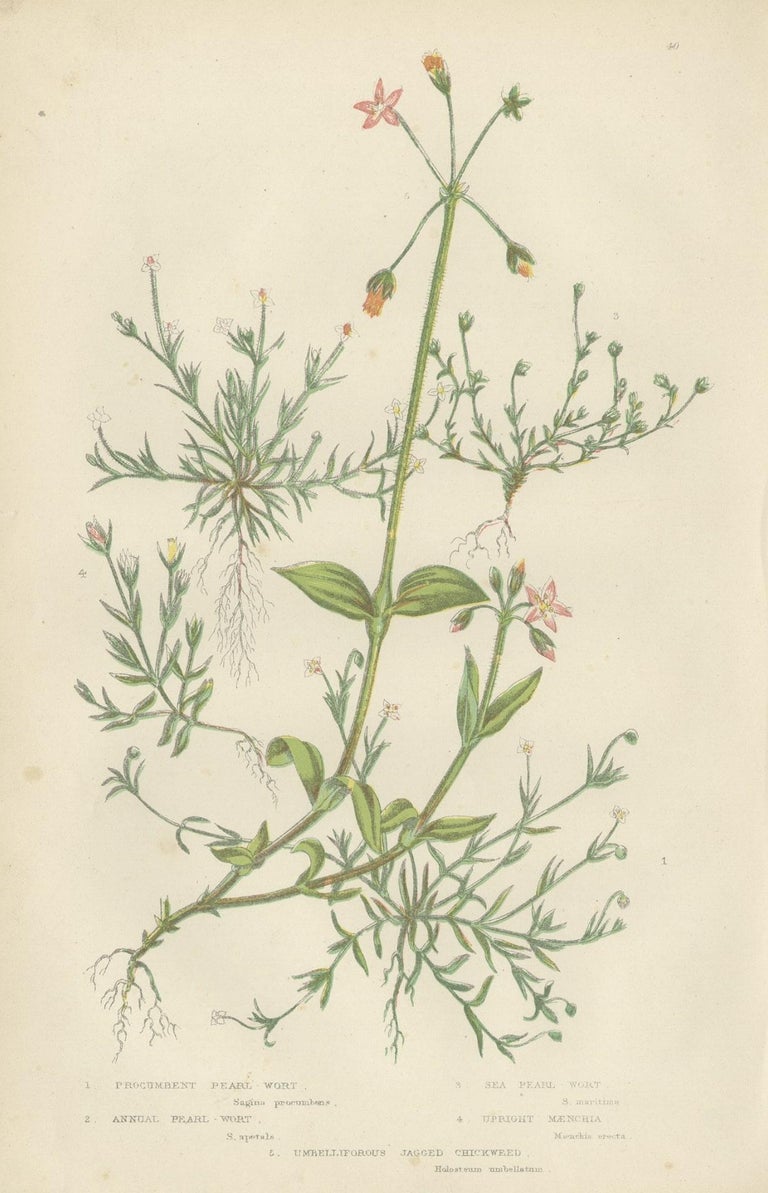 Antique Botany Print of Procumbent Pearl-Wort, c.1860 For Sale at 1stDibs