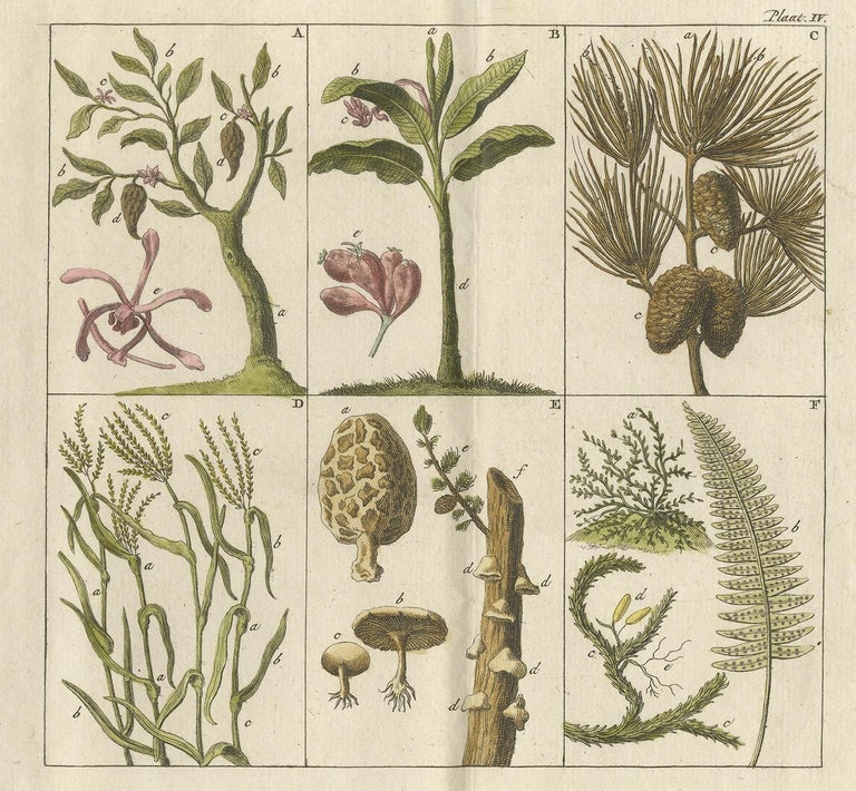 Antique Botany Print of Various Trees, Mushrooms and Ferns '1808' For ...