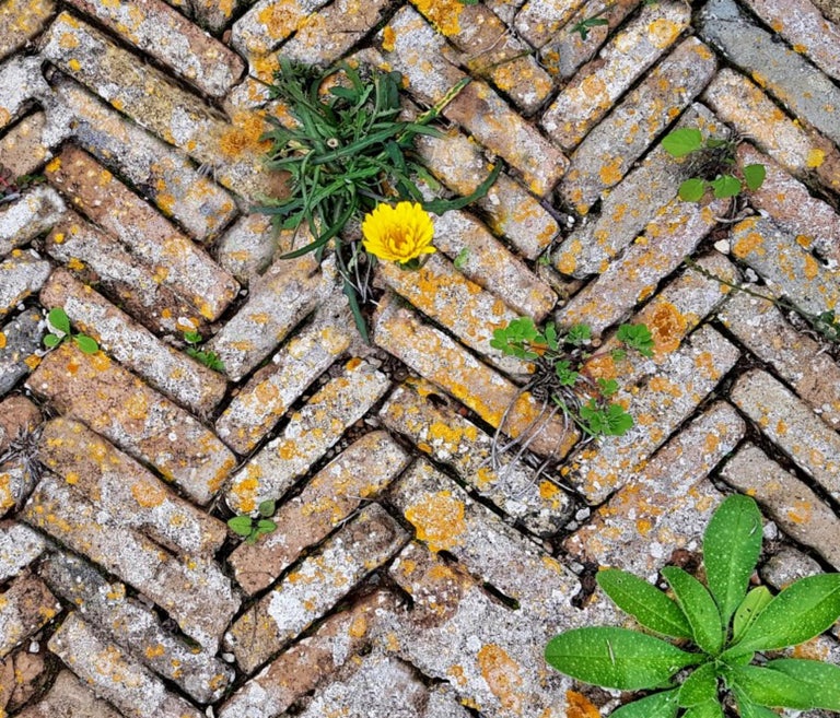 Antique Bricks Opus Spicatum/ Spigatum Light Two Cuts Slats of Cotto ...