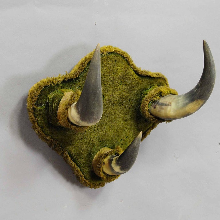 Antique Bull Horn Wall Coat Rack Austria, 1870s For Sale at 1stDibs