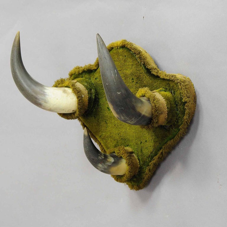 Antique Bull Horn Wall Coat Rack Austria, 1870s For Sale at 1stDibs