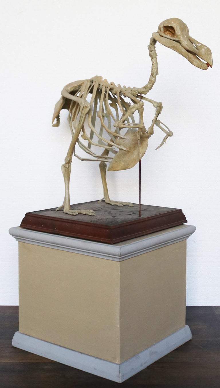 Antique Cast of a Complete Dodo Skeleton at 1stDibs