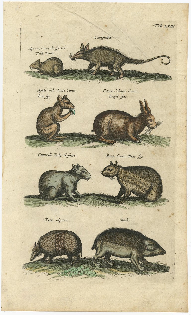 Antique Copper Engraving of Various Rodent Species, 1657 For Sale at ...