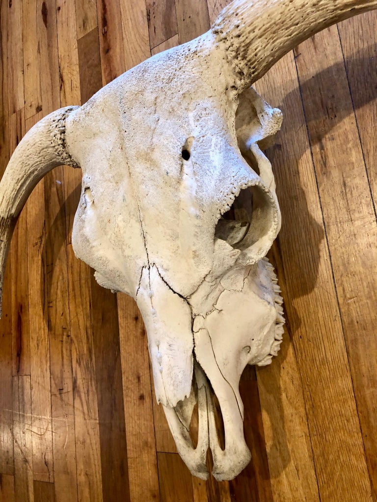 Antique North America Cow Head Skull with Horns at 1stDibs