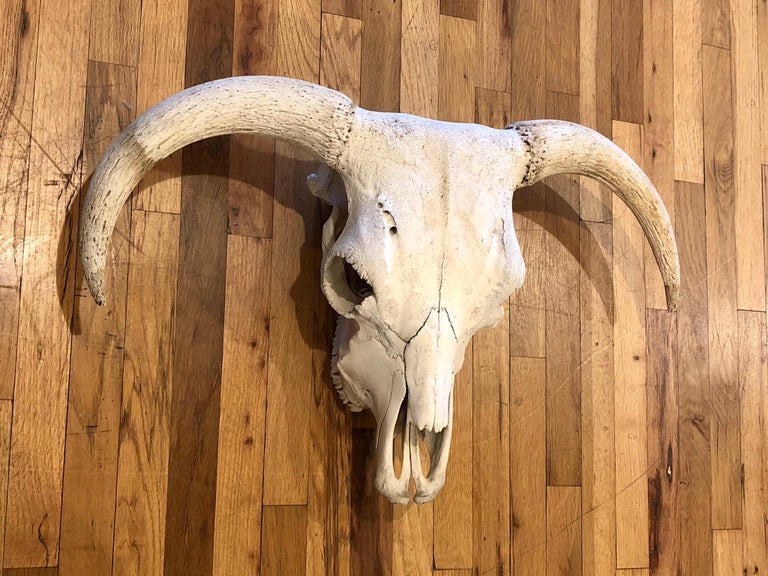 Antique North America Cow Head Skull with Horns at 1stDibs