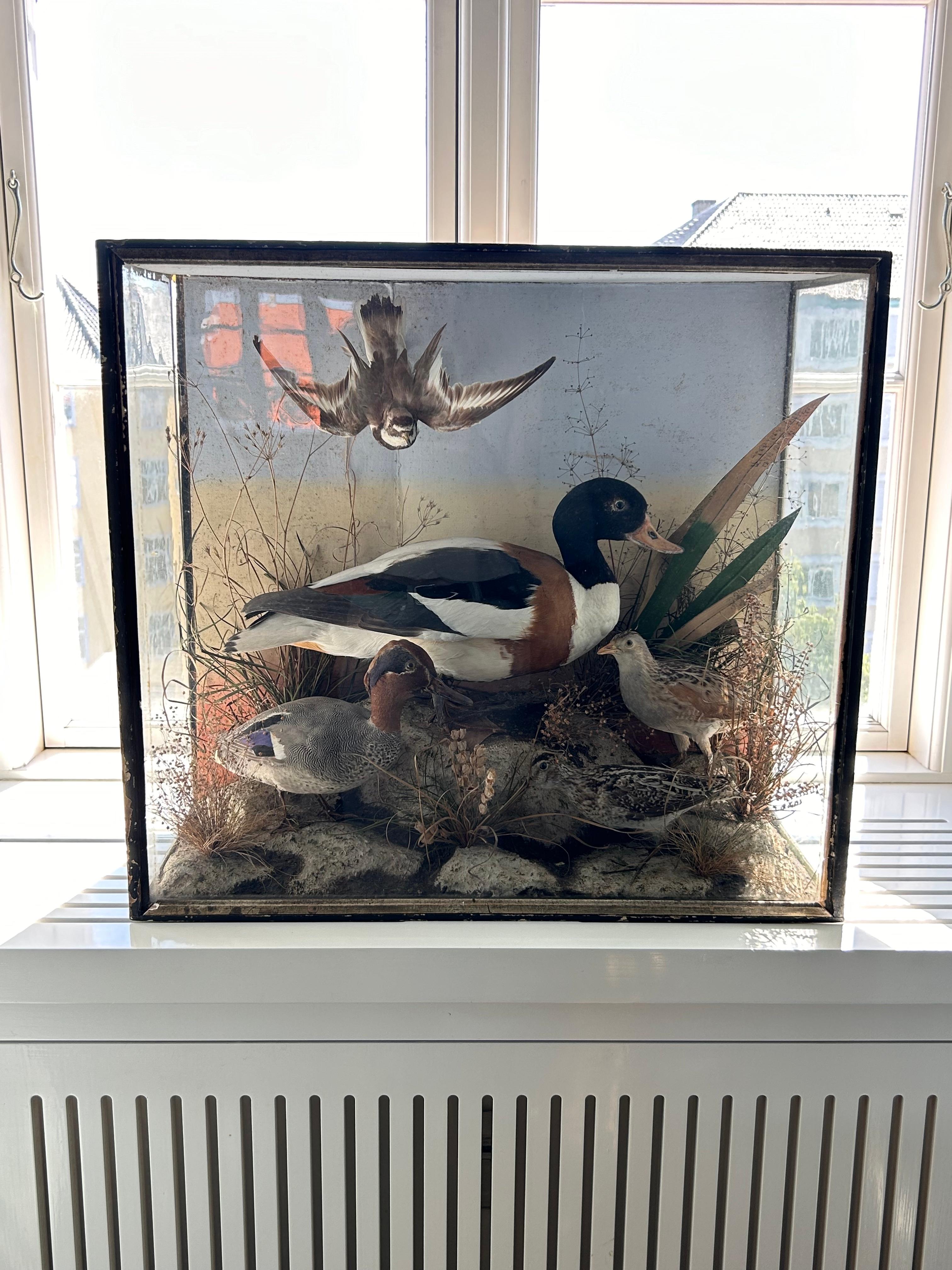 Antique Diorama with Four Birds and Ducks in Landscape, France, 19th ...