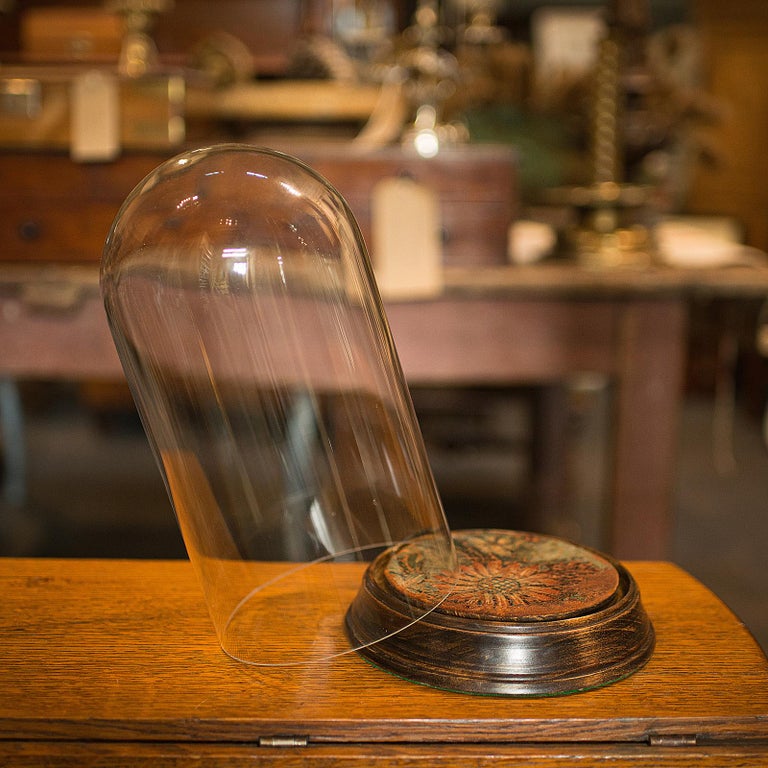 Antique Display Dome, English, Glass, Beech, Taxidermy, Showcase ...