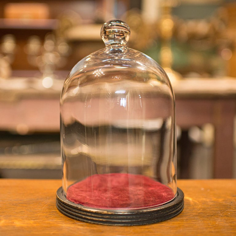Antique Display Dome, English, Glass, Showcase, Taxidermy Case ...