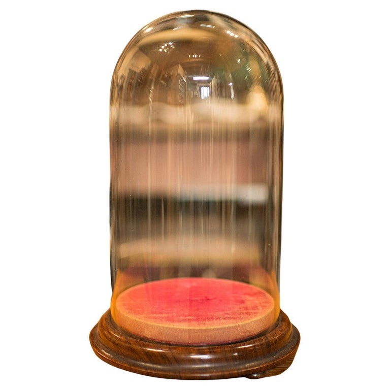 Antique Display Dome, English, Glass, Walnut, Taxidermy, Collectibles ...