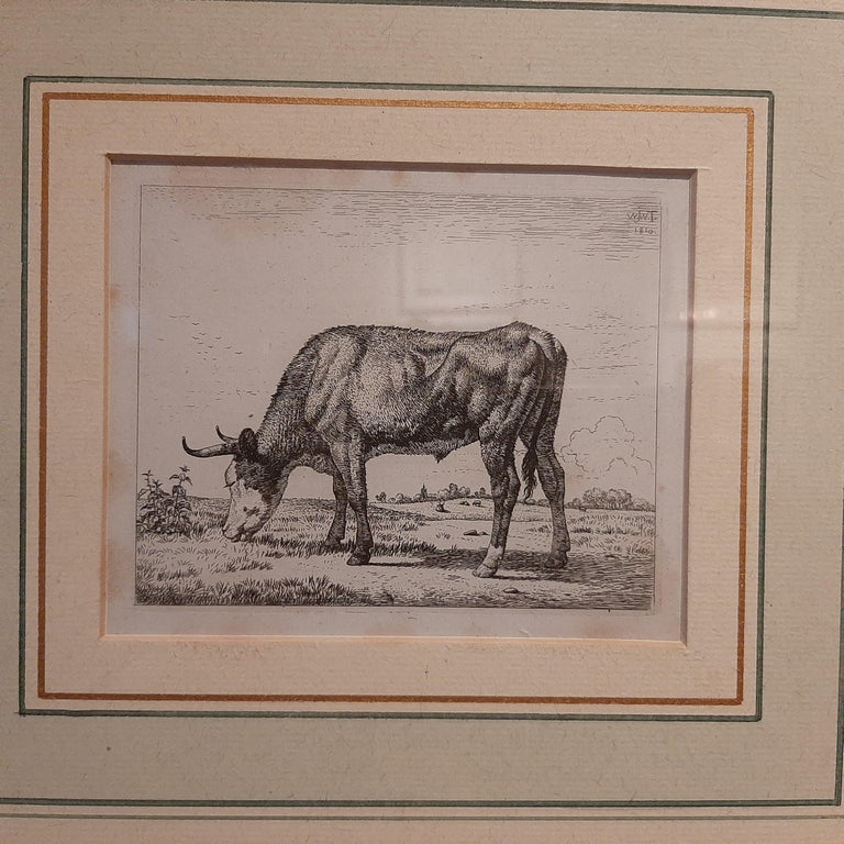 Antique Etching of a Grazing Cow by Van Troostwijk, 1810 For Sale at ...