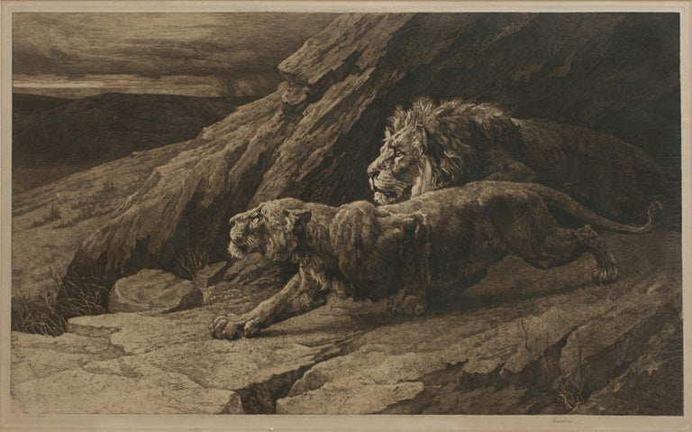 Antique Etching, 'Raiders' Lions by Herbert Dicksee. African Wildlife ...