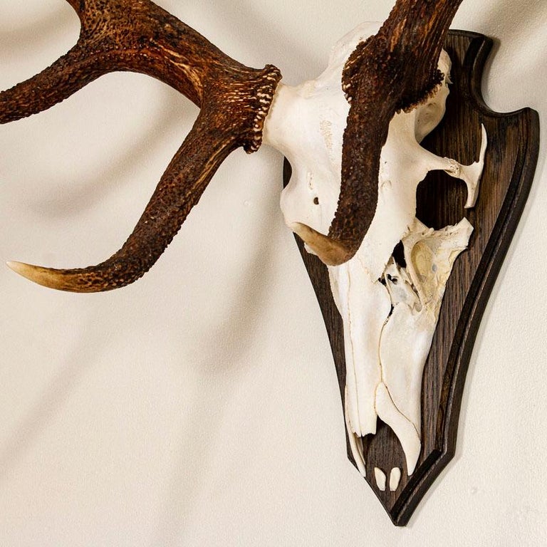 Antique European Large Red Deer Antler Mount with 12 Points at 1stDibs