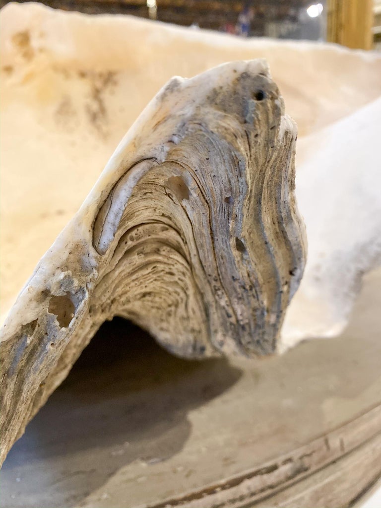 Antique French Clamshell Bénetier Holy Water Font at 1stDibs