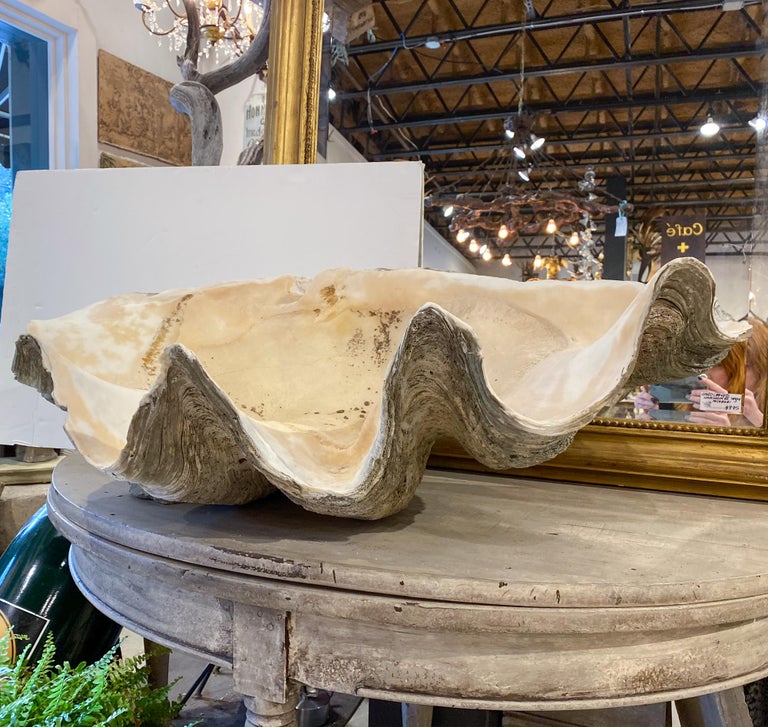 Antique French Clamshell Bénetier Holy Water Font at 1stDibs