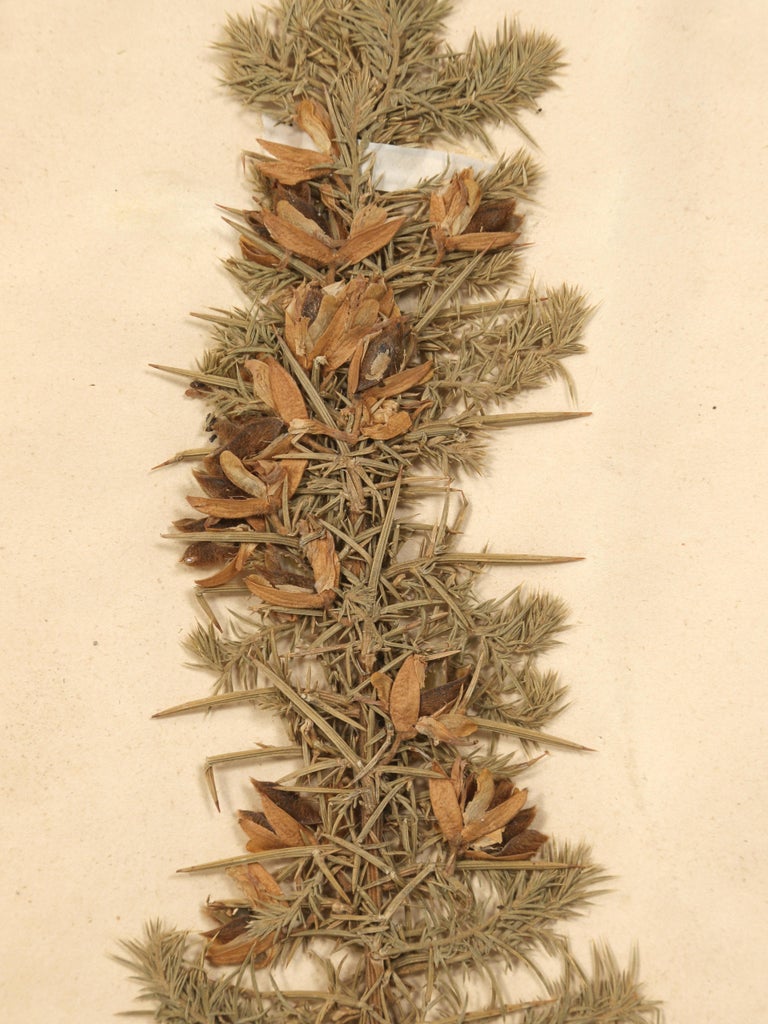 Antique French Pressed Botanical from Monastery School That Opened in ...