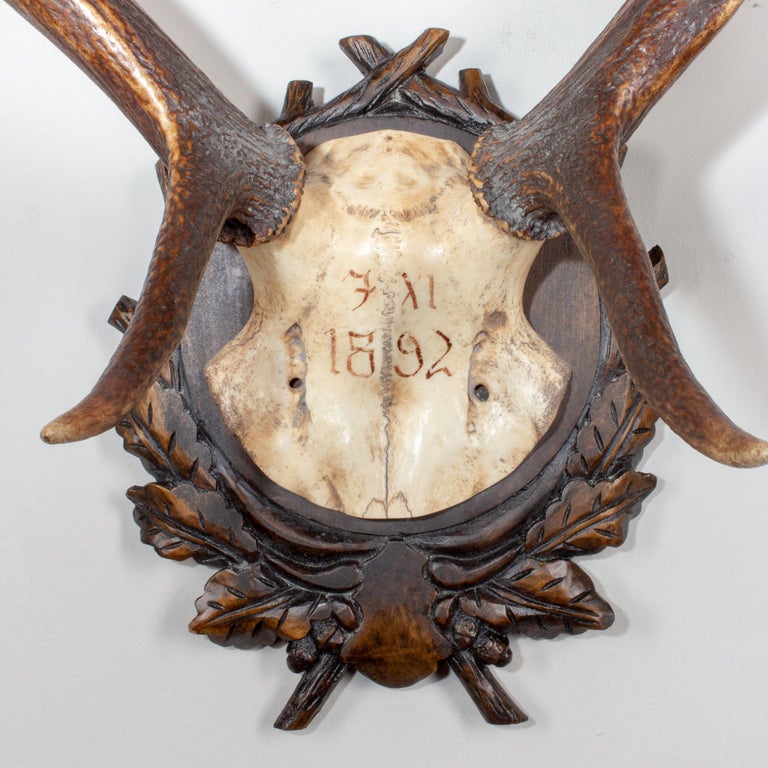 Antique Habsburg Red Stag Trophy of Emperor Franz Josef from Eckartsau ...