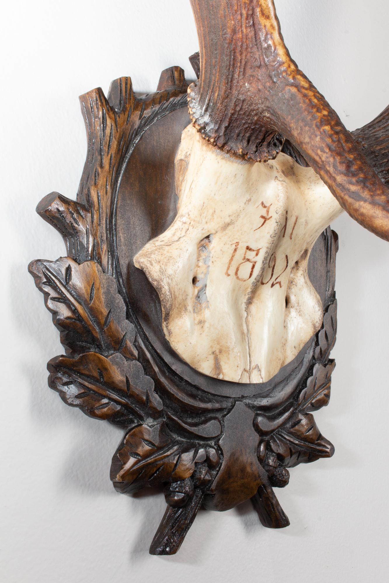 Antique Habsburg Red Stag Trophy of Emperor Franz Josef from Eckartsau ...