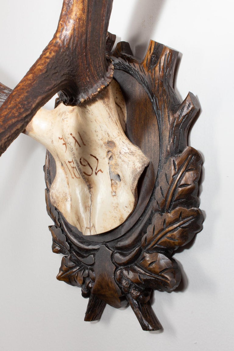 Antique Habsburg Red Stag Trophy of Emperor Franz Josef from Eckartsau ...