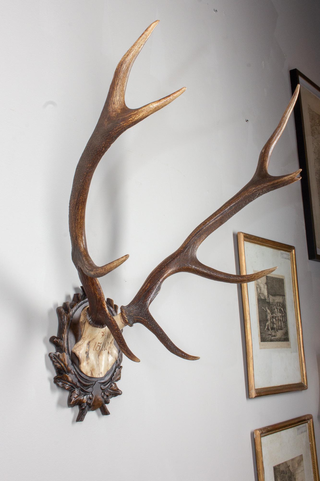 Antique Habsburg Red Stag Trophy of Emperor Franz Josef from Eckartsau ...
