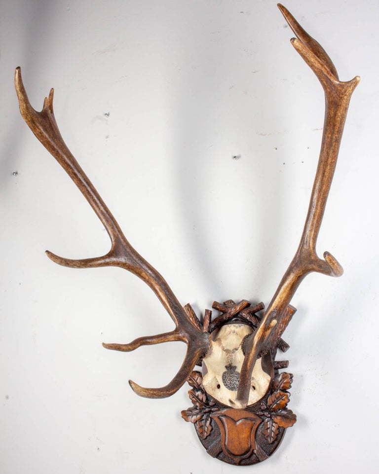 Antique Habsburg Red Stag Trophy of Emperor Franz Josef from Eckartsau ...