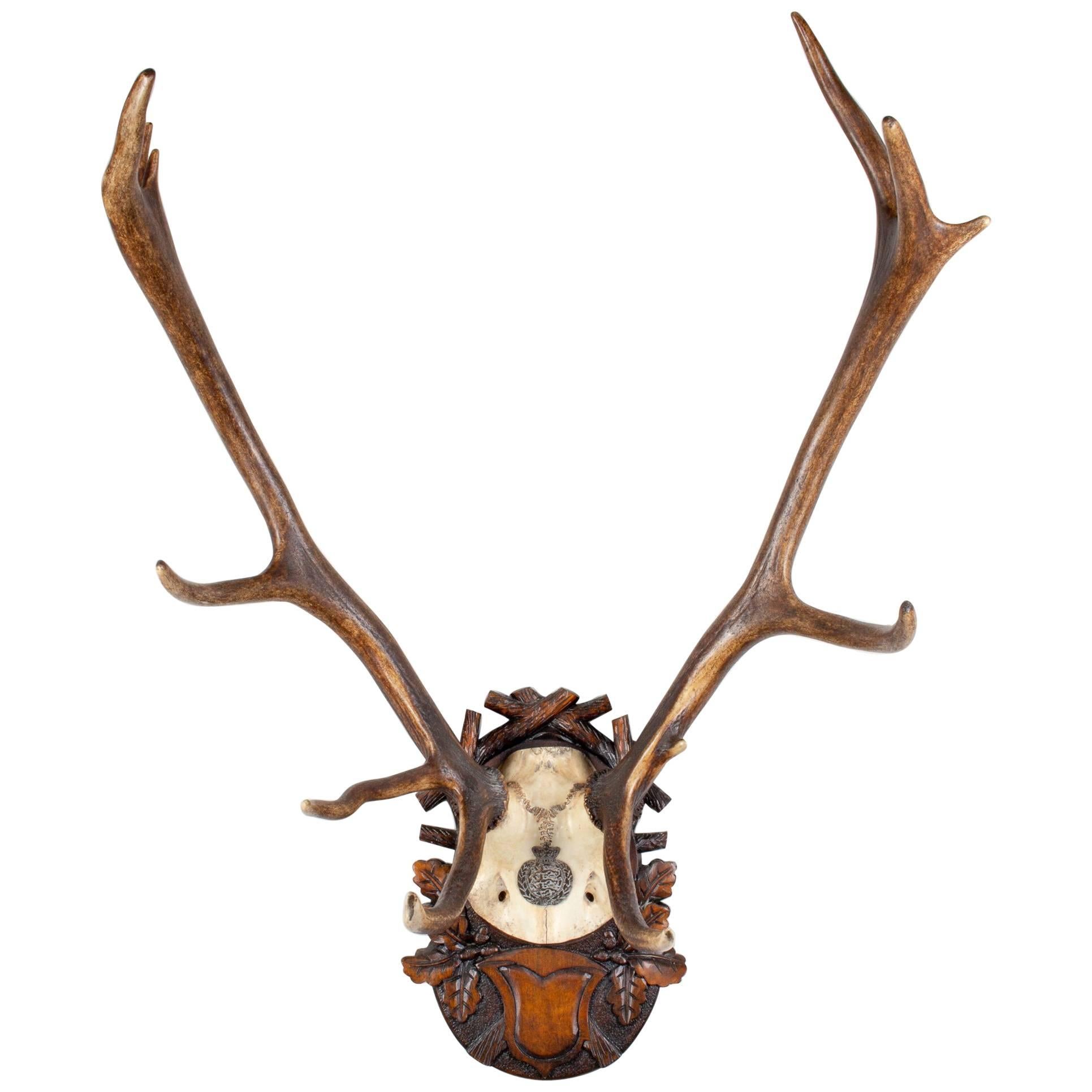 Antique Habsburg Red Stag Trophy of Emperor Franz Josef from Eckartsau ...