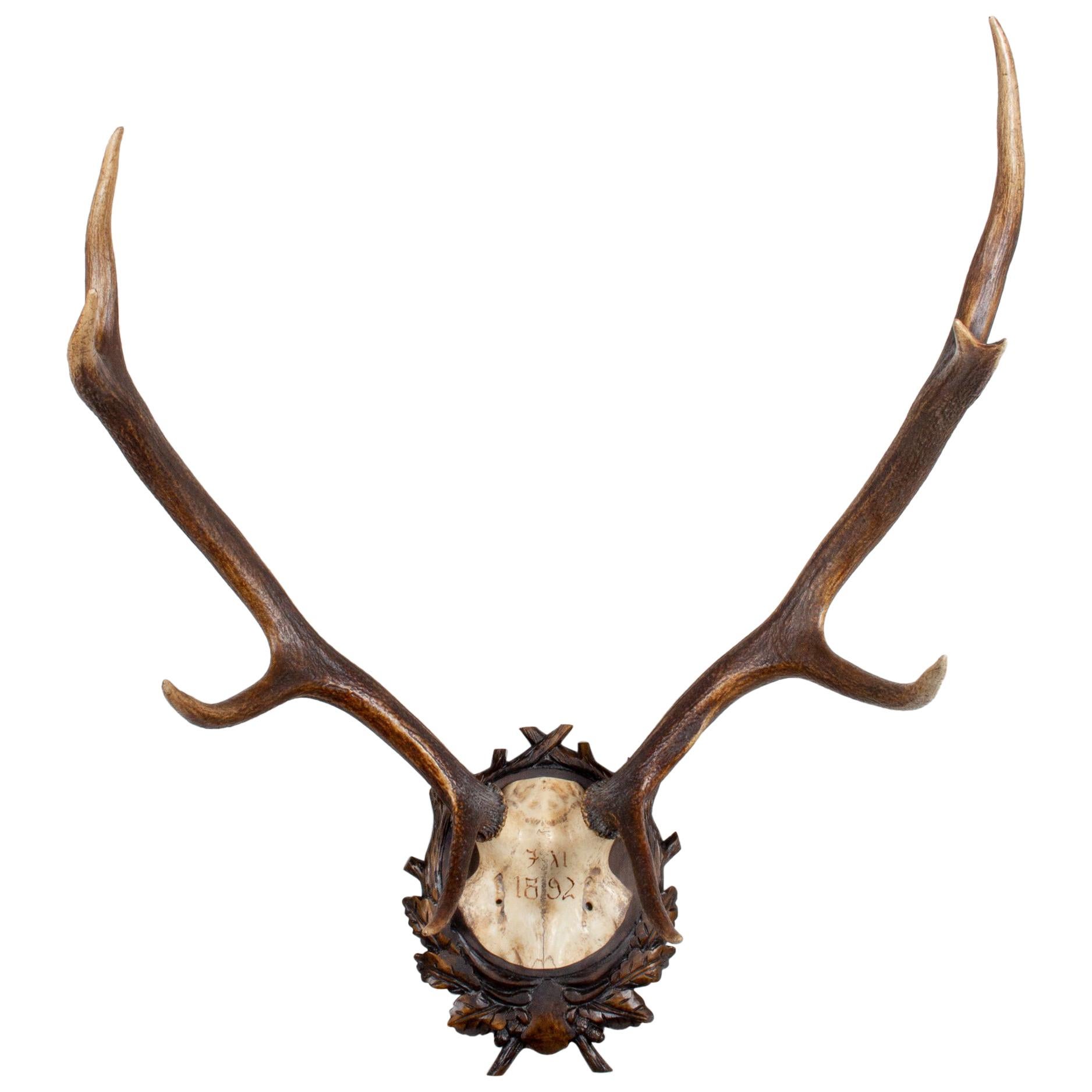 Antique Habsburg Red Stag Trophy of Emperor Franz Josef from Eckartsau ...